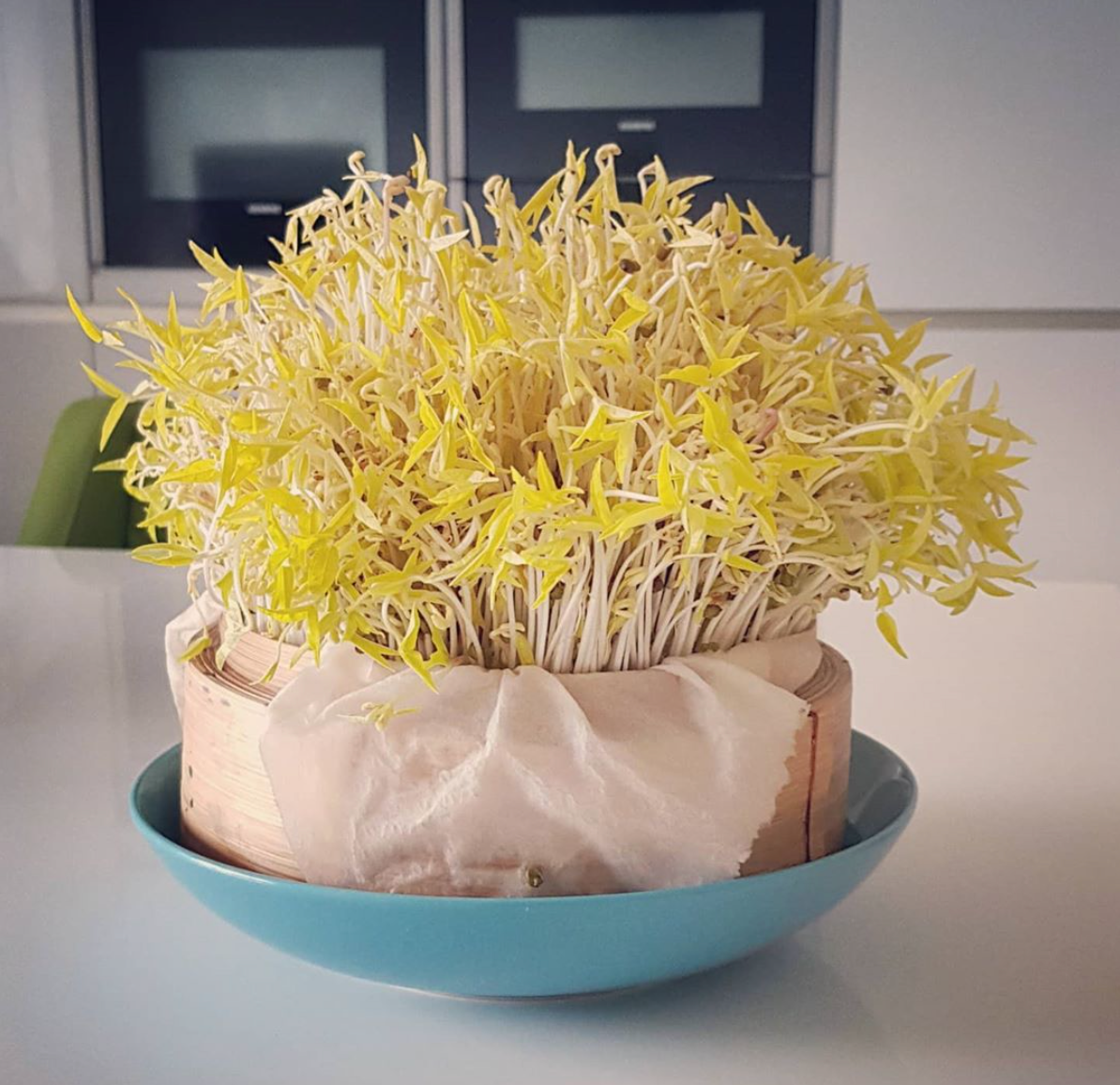 Taugé kweken, doe je zo! - Aida Smore